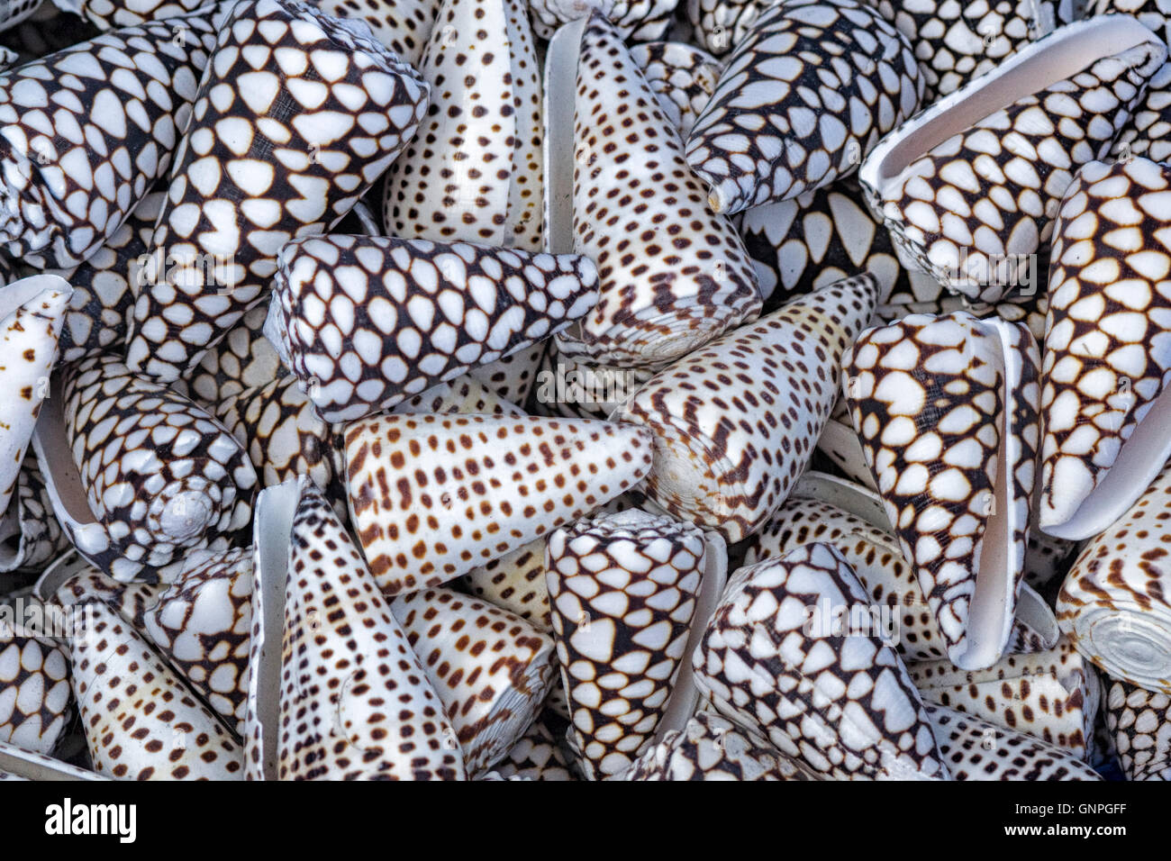 Conus shells Banque de photographies et d’images à haute résolution - Alamy