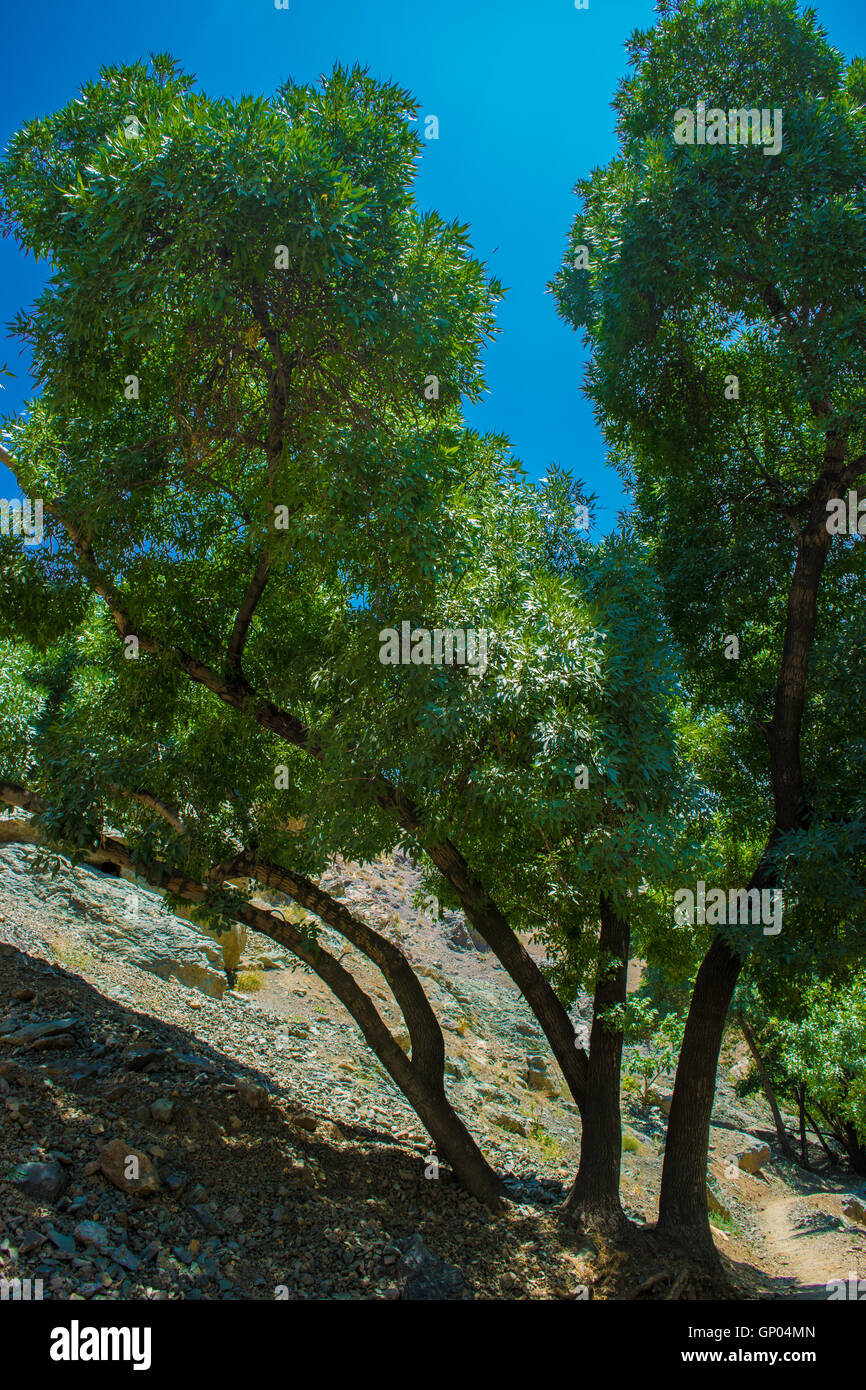 Le plus bel arbre Banque de photographies et d’images à haute ...