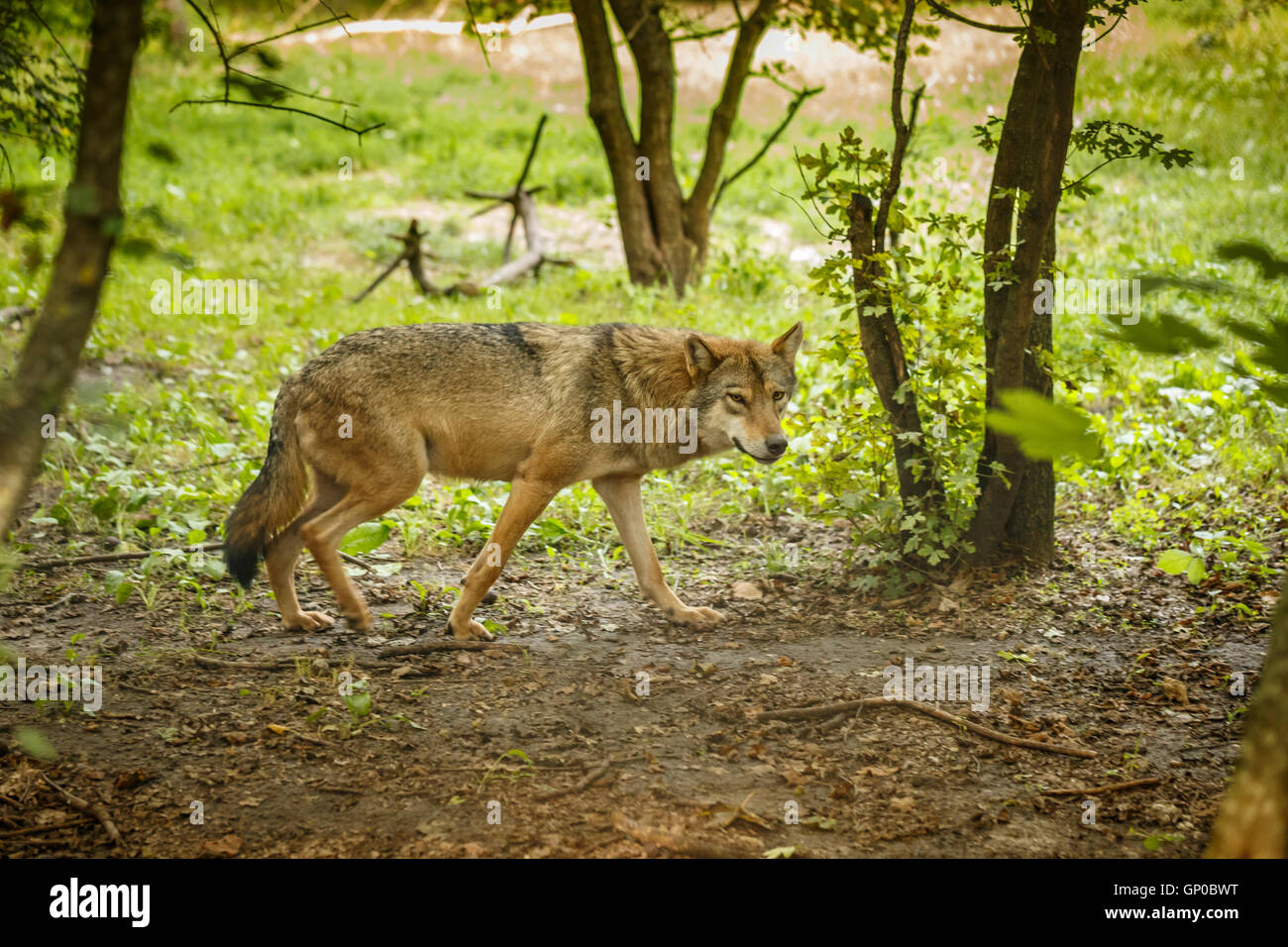 Loup dans la foret Banque de photographies et d’images à haute ...