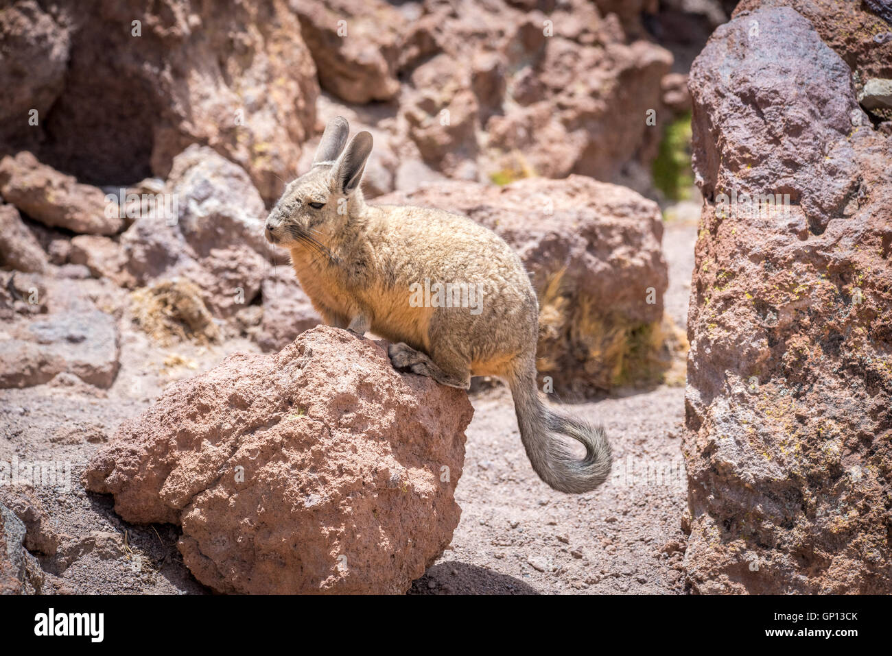 Viscacha du sud Banque de photographies et d’images à haute résolution ...