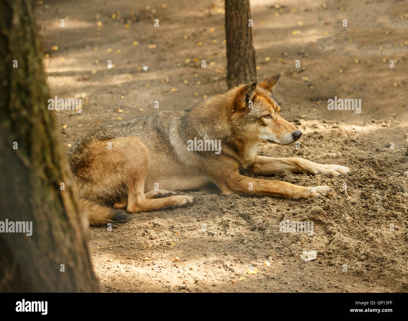 Loup dans la foret Banque de photographies et d’images à haute ...