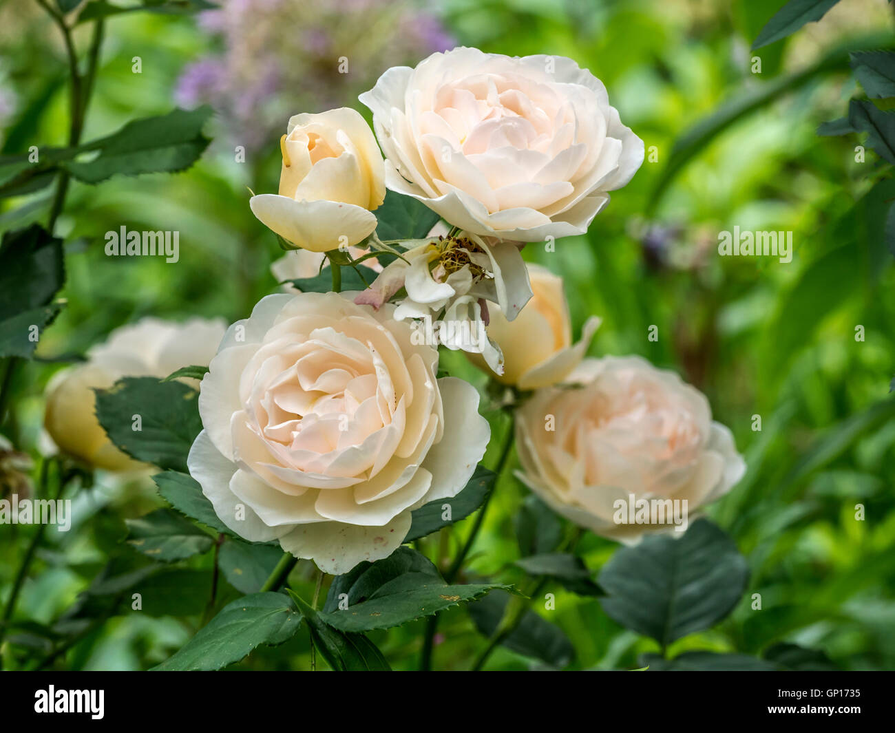 Vivace ligneuse Banque de photographies et d’images à haute résolution ...