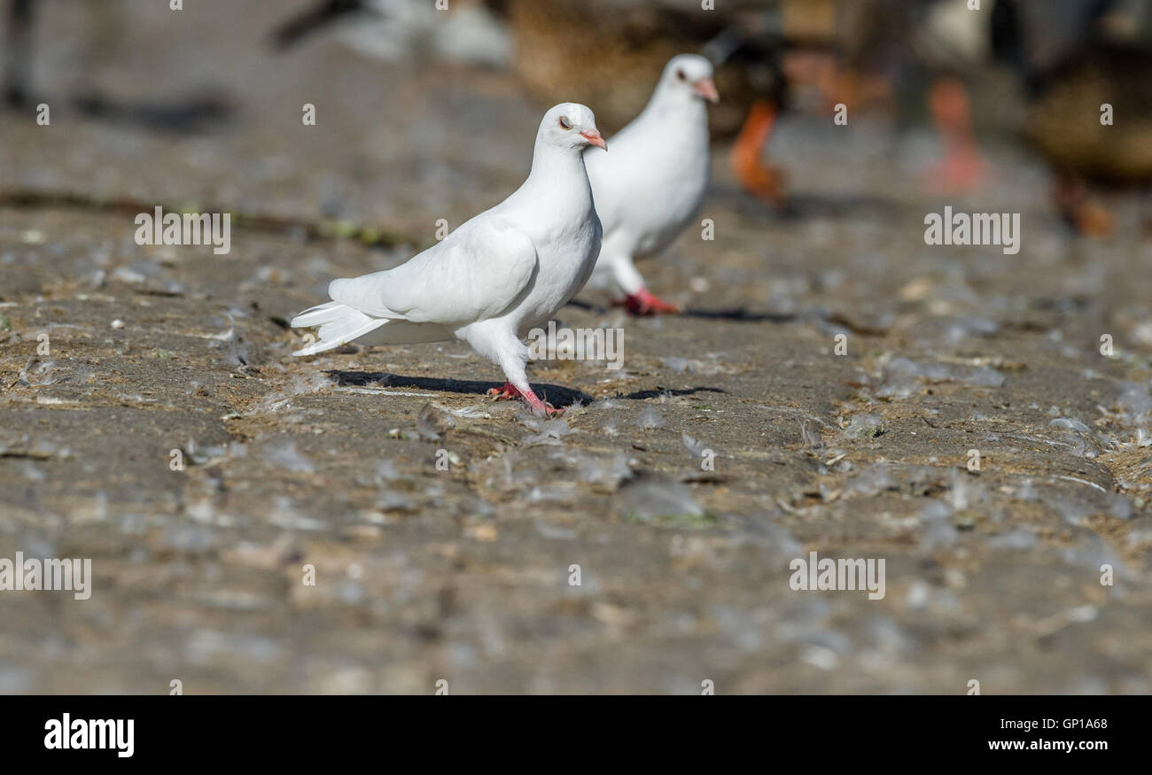 Couple de colombes Banque de photographies et d’images à haute résolution - Alamy