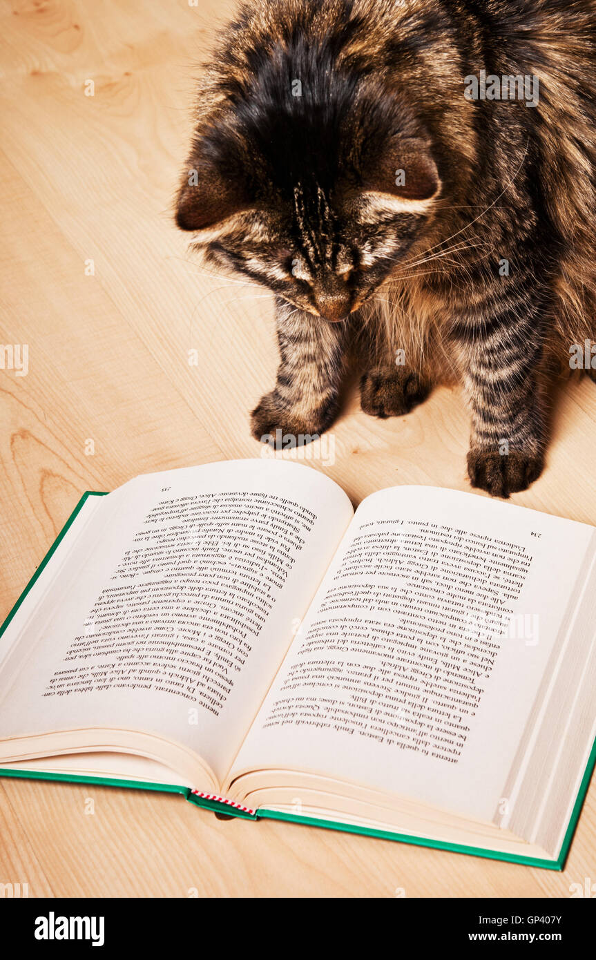 Chat qui lit un livre Banque de photographies et d’images à haute ...