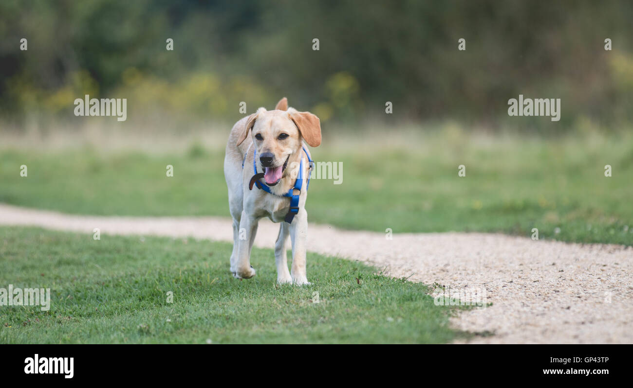 Caniche labrador Banque de photographies et d’images à haute résolution ...