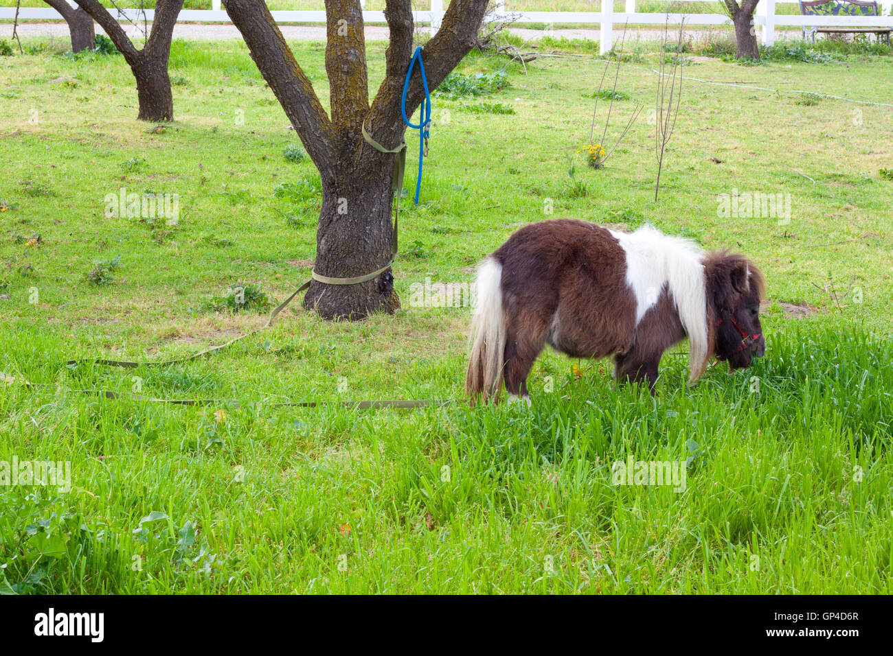 Cheval nain Banque de photographies et d’images à haute résolution - Alamy