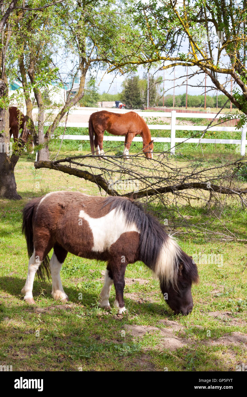 Cheval nain Banque de photographies et d’images à haute résolution - Alamy
