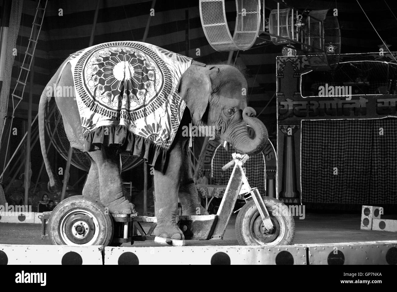Elephants performing in circus Banque d'images noir et blanc - Alamy