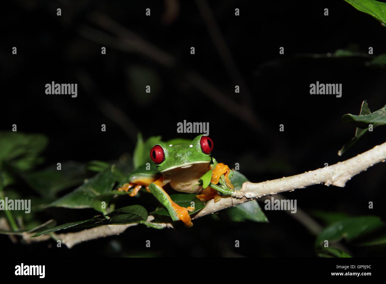 Une grenouille arboricole aux yeux rouges (agalychnis callidryas ...