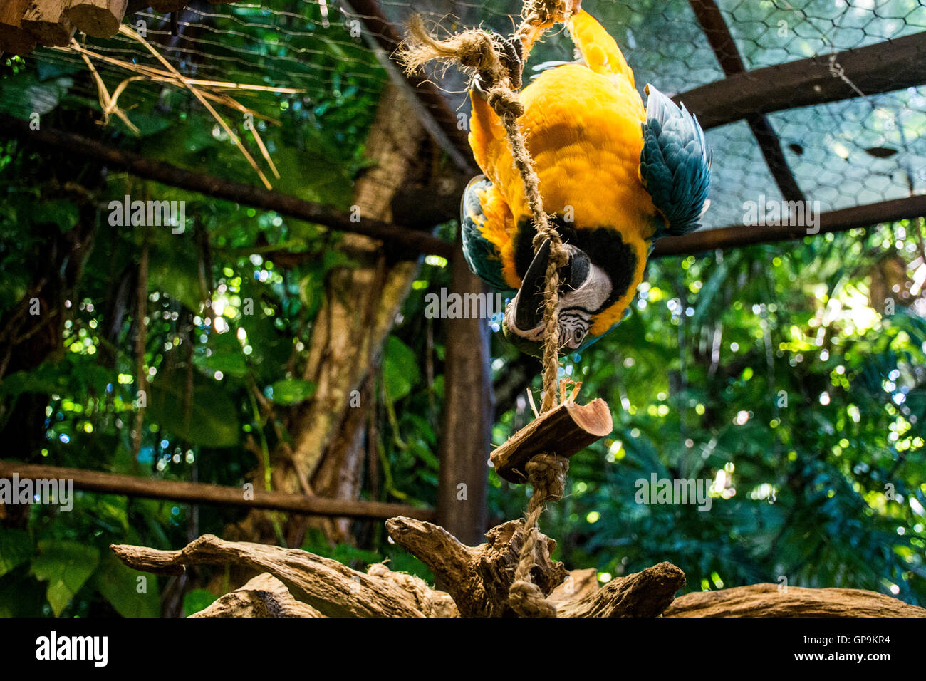 La faune du Yucatan au Mexique avec 3 oiseaux perroquet coloré Photo ...