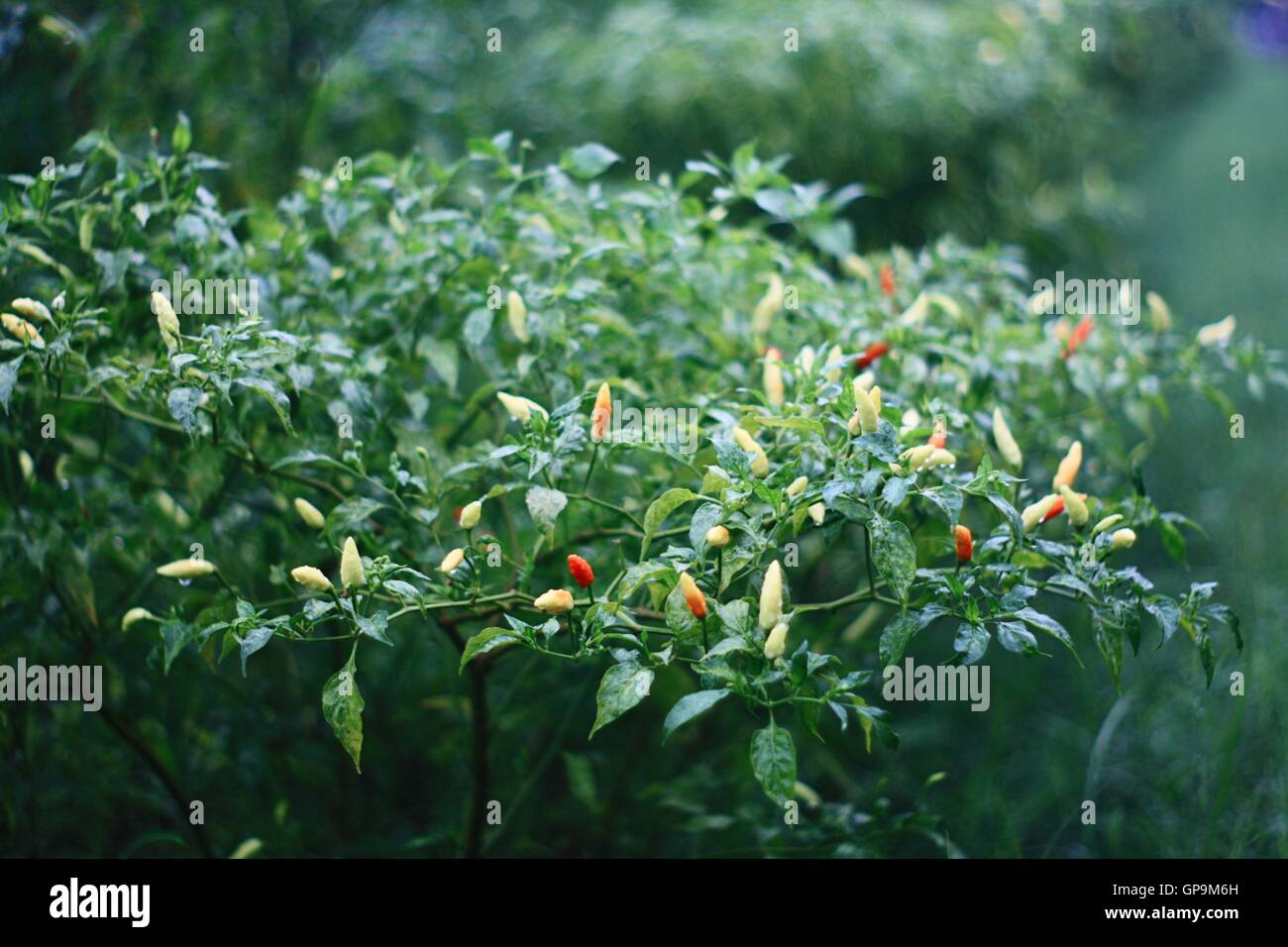 Champs de piments Banque de photographies et d’images à haute ...