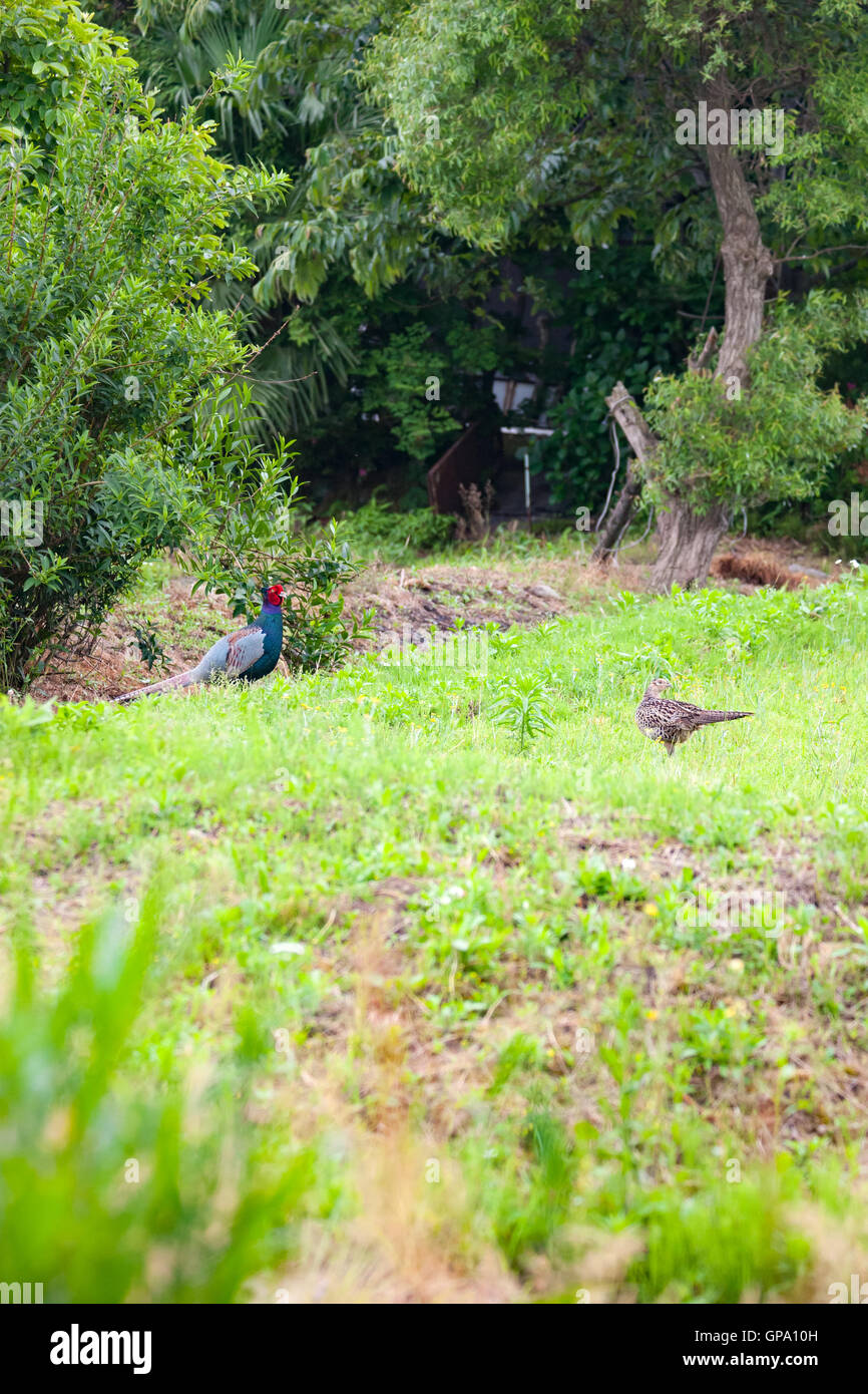 Couple de faisans Banque de photographies et d’images à haute ...