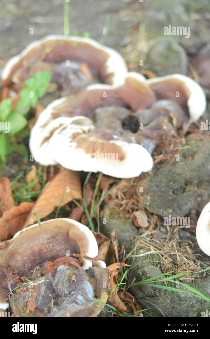 Champignon fer à cheval Banque de photographies et d’images à haute ...