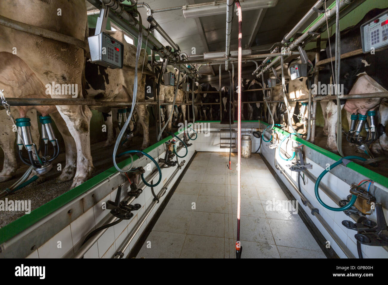 La traite des vaches avec machine à traire en milieu rural Rios ...