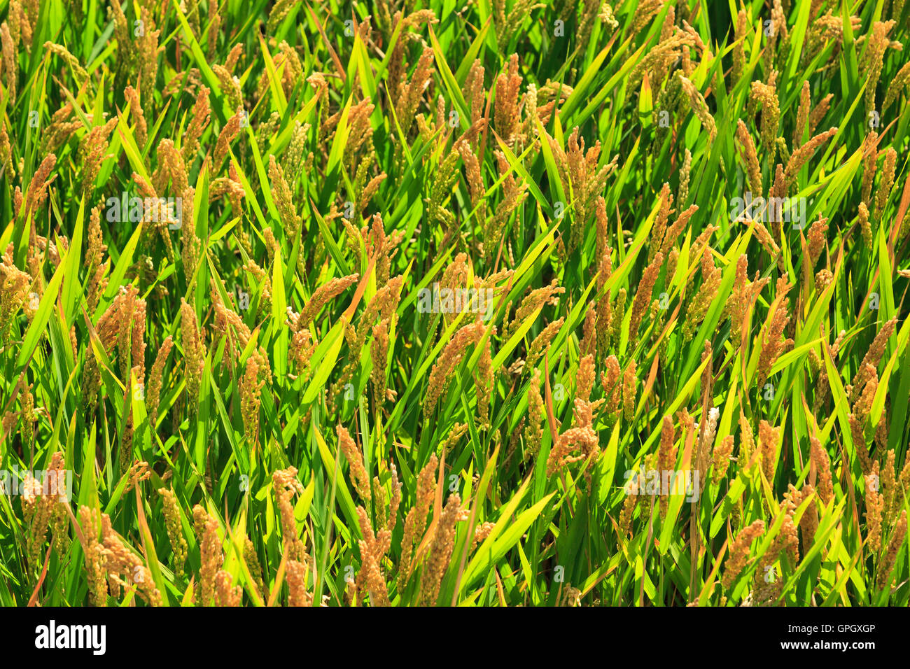 Portrait de la culture du riz semi-aquatiques dans une rizière montrant ...