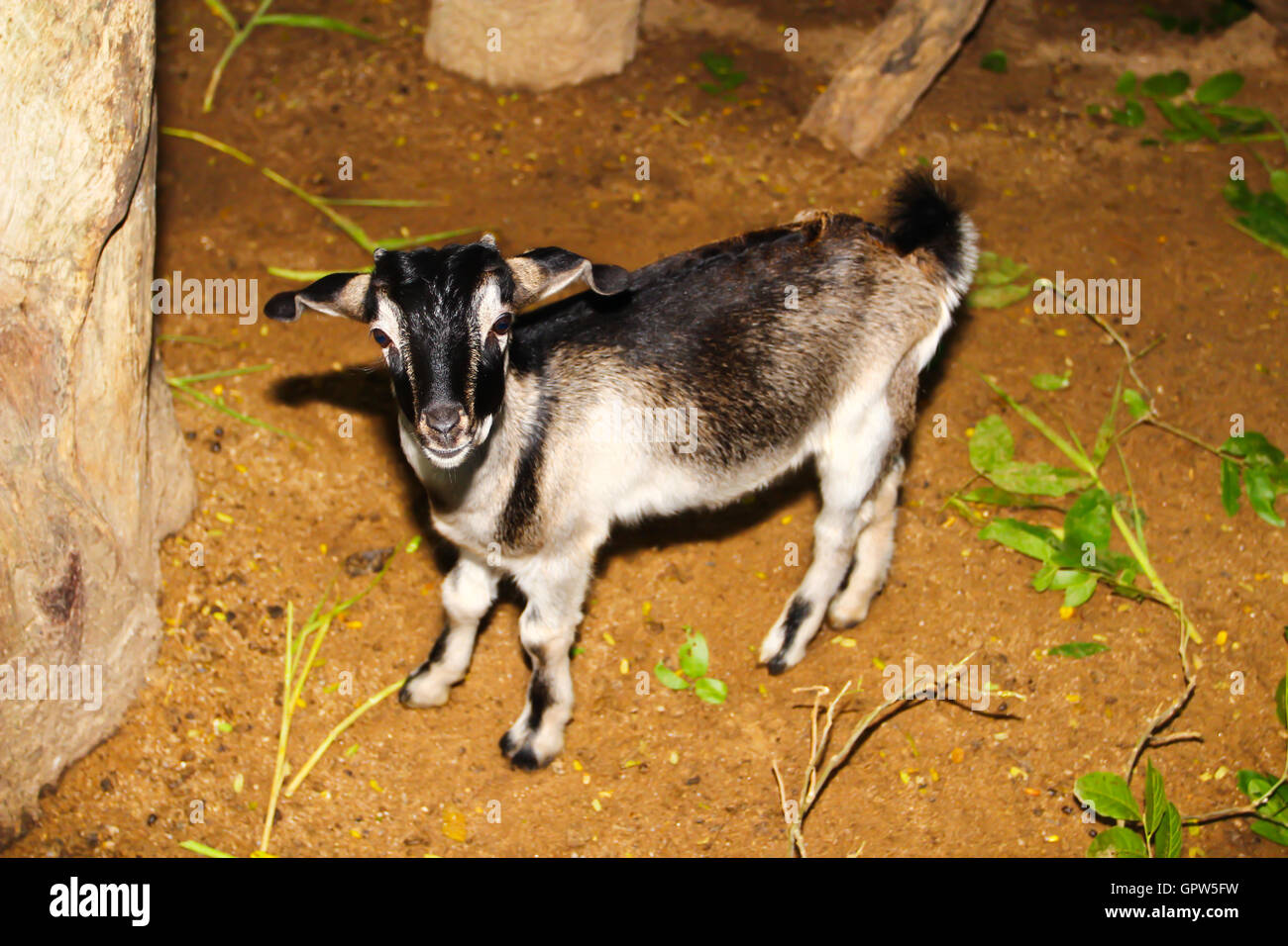 Chevre du rove Banque de photographies et d’images à haute résolution ...