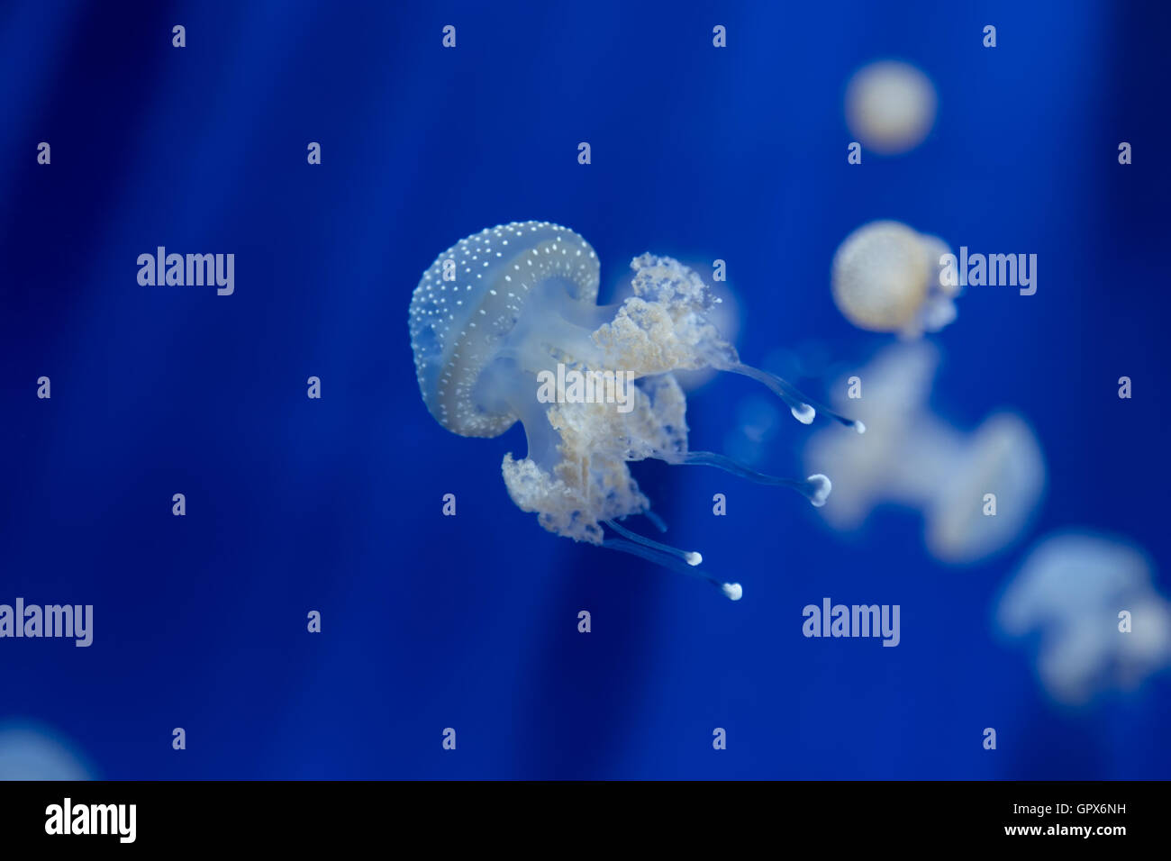 Méduse Méduse Plongée Egypte mer rouge photo Photo Stock - Alamy