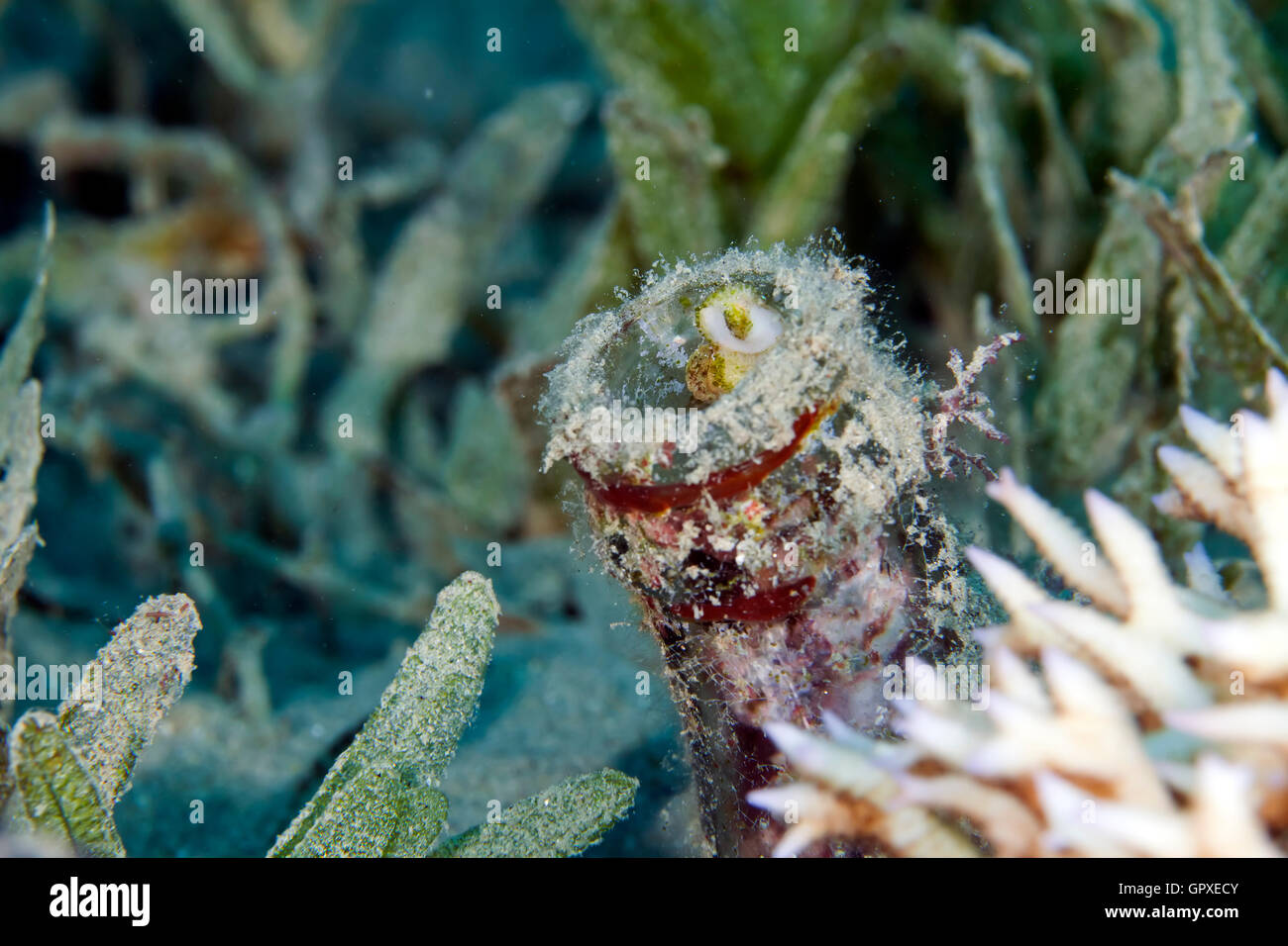 La vie aquatique Banque de photographies et d’images à haute résolution ...