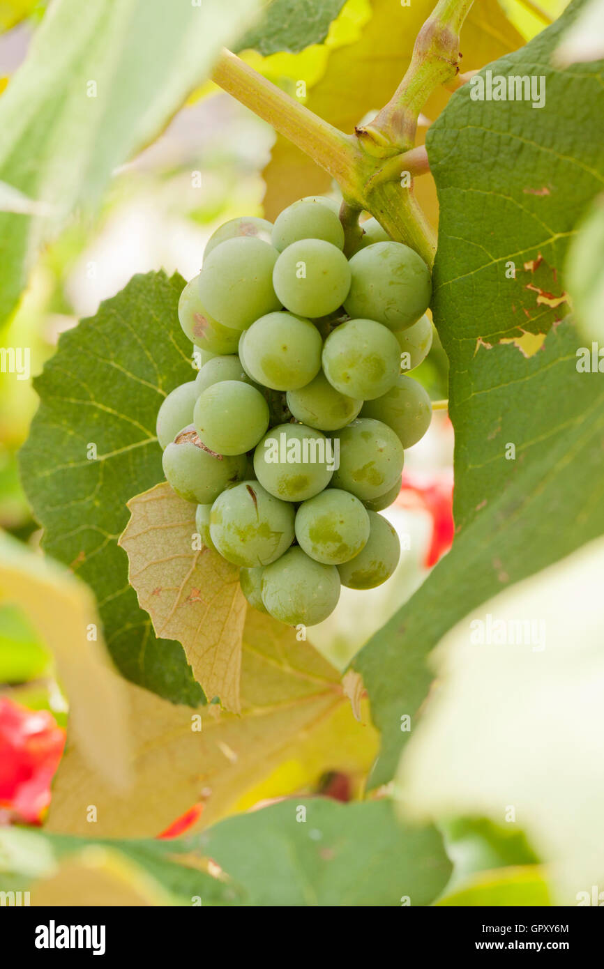 Vitis labrusca Banque de photographies et d’images à haute résolution ...