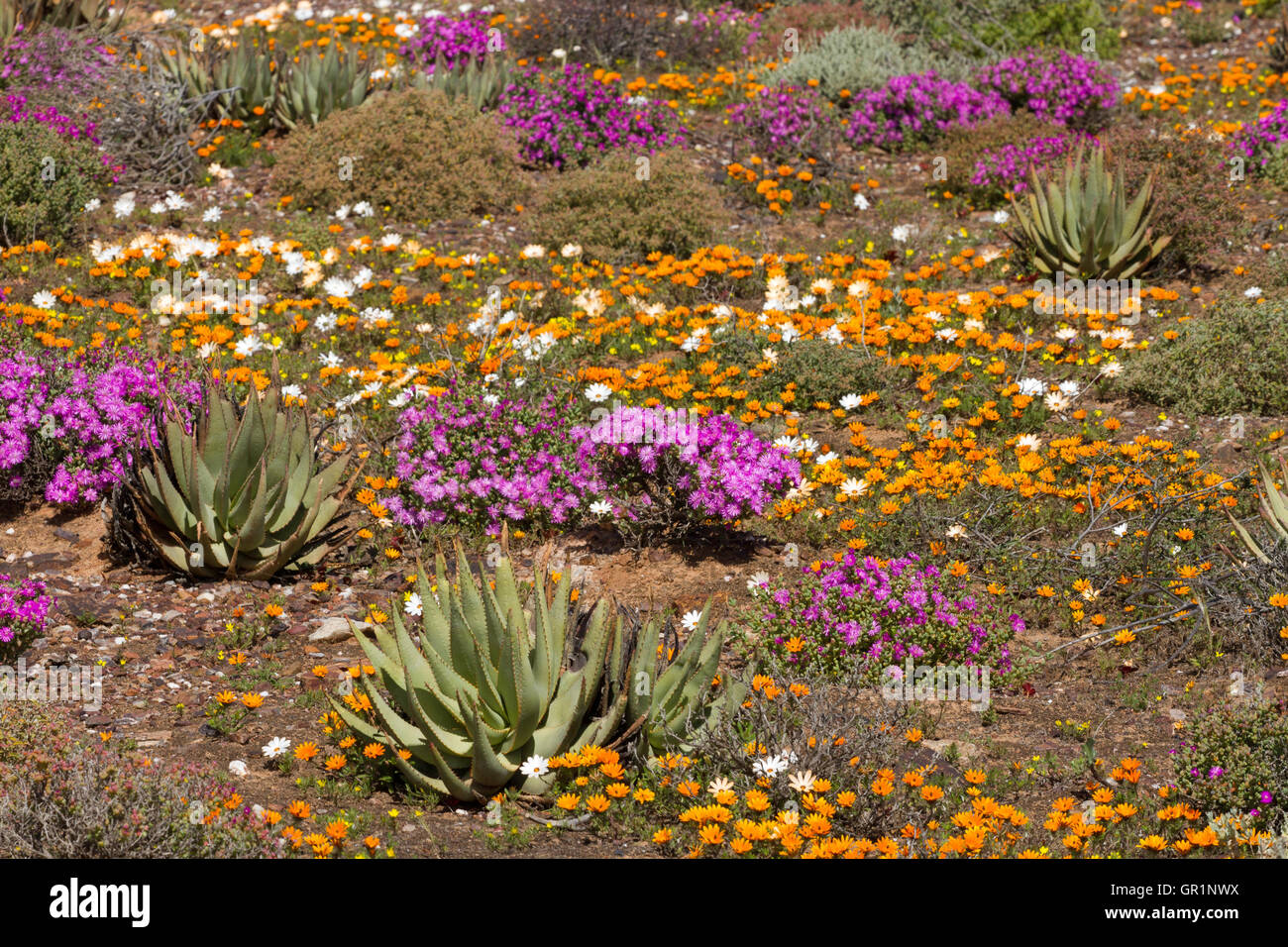 Fleurs : fleurs du désert après de fortes pluies dans le désert du ...