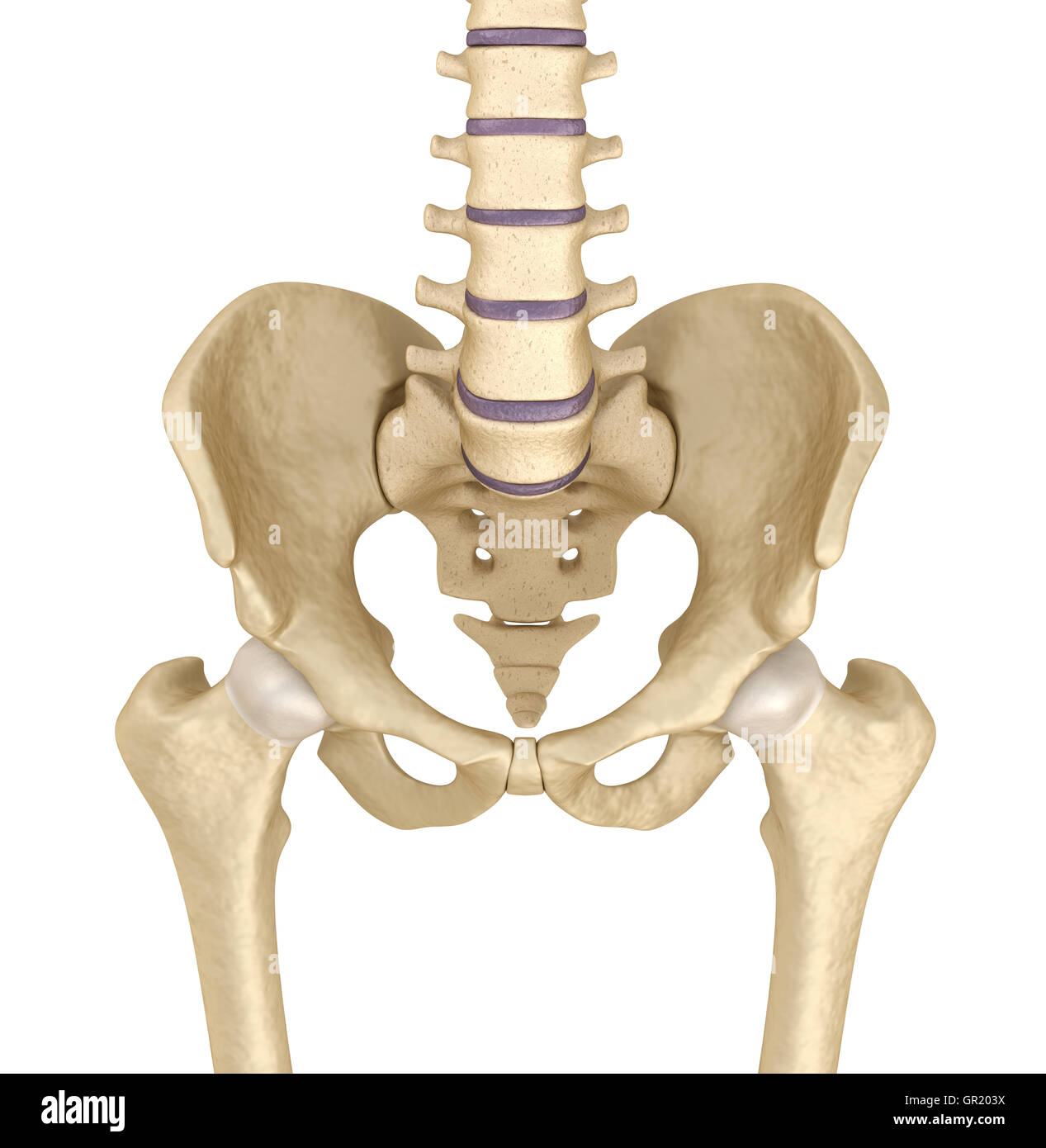 Zone pelvienne anatomie , 3D render Photo Stock - Alamy