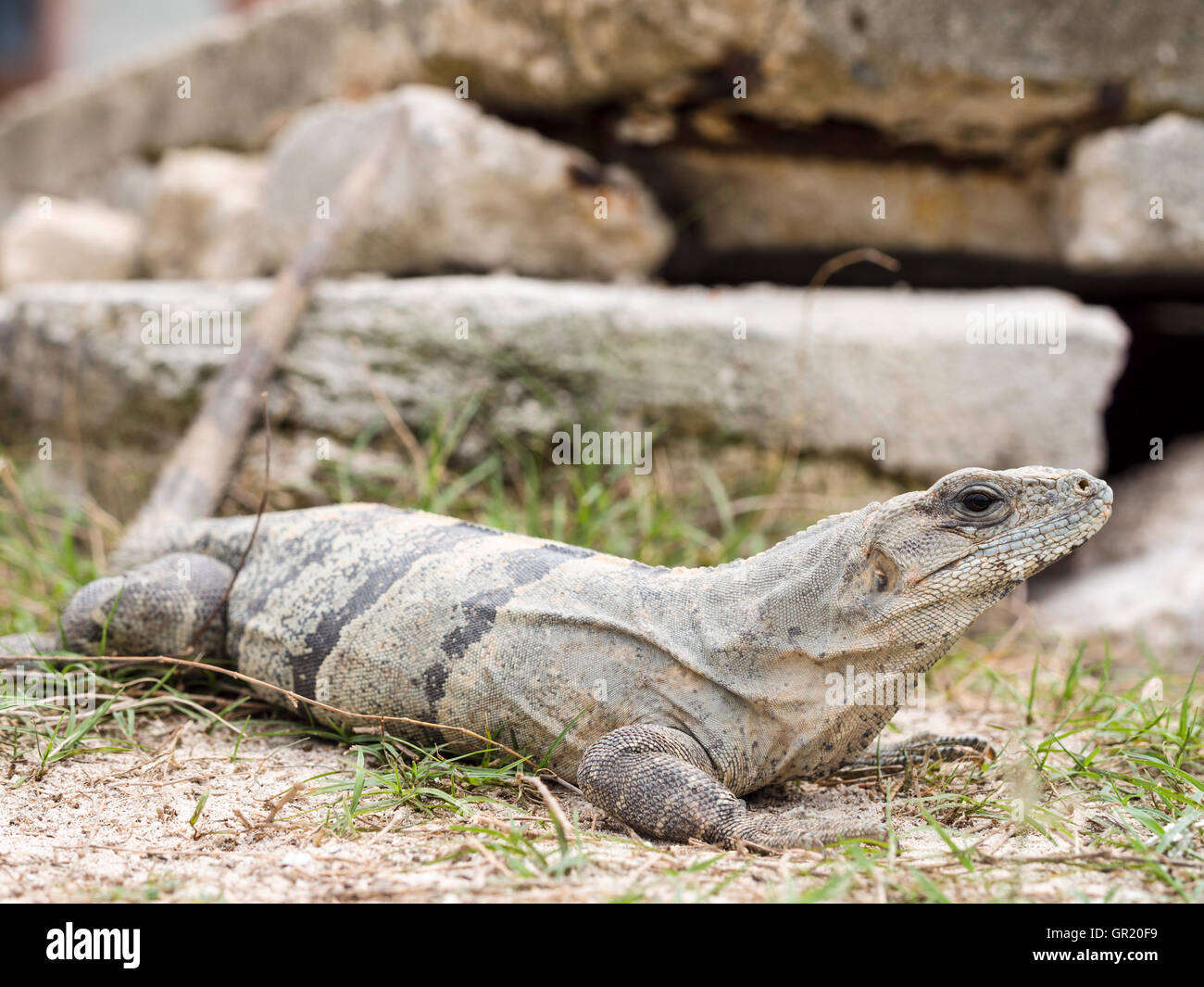 Iguane à queue épineuse noire Banque de photographies et d’images à ...