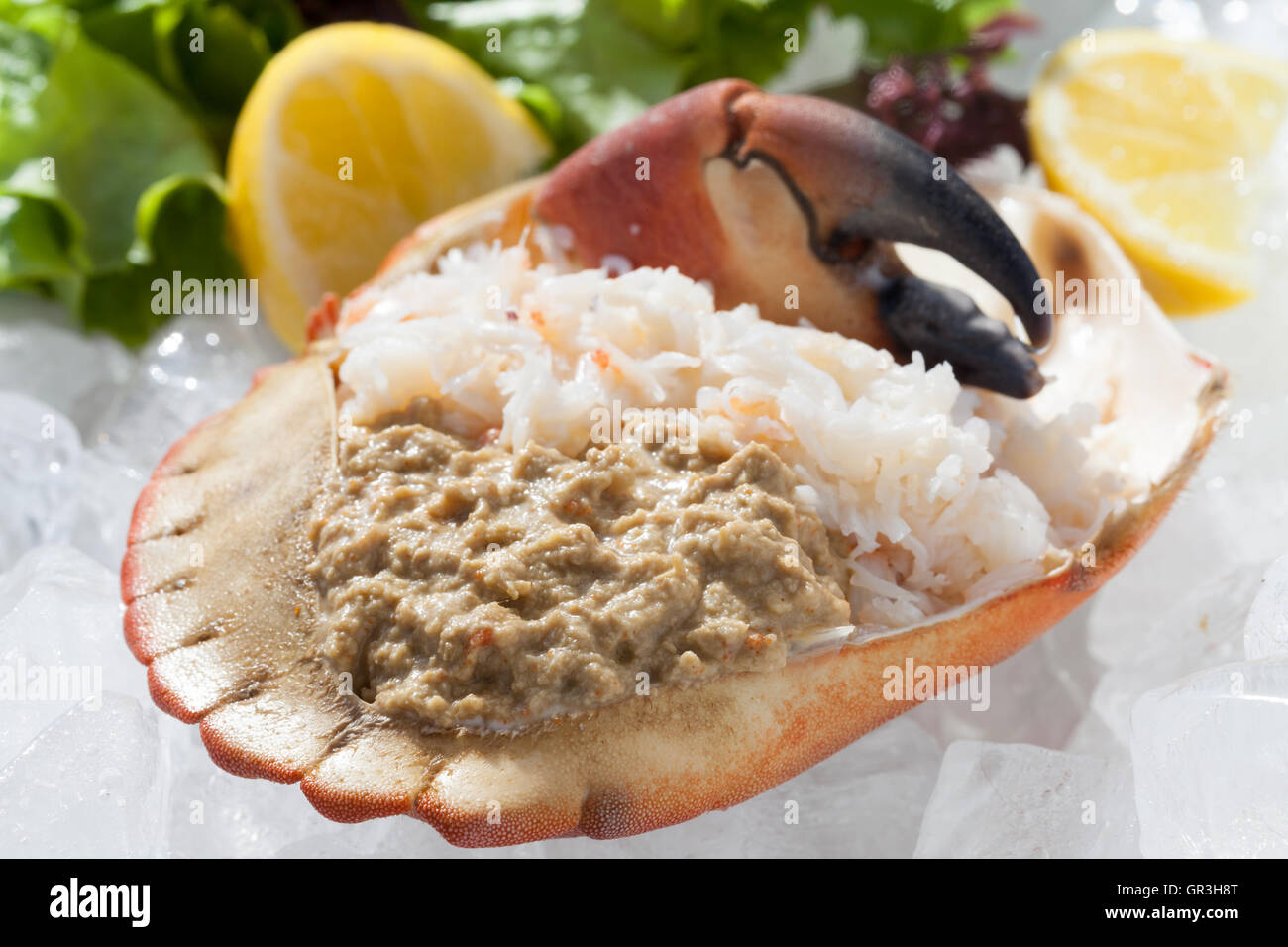 Viande de coquille Banque de photographies et d’images à haute ...