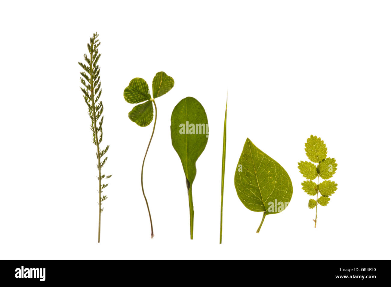 Différents types de feuilles Photo Stock - Alamy