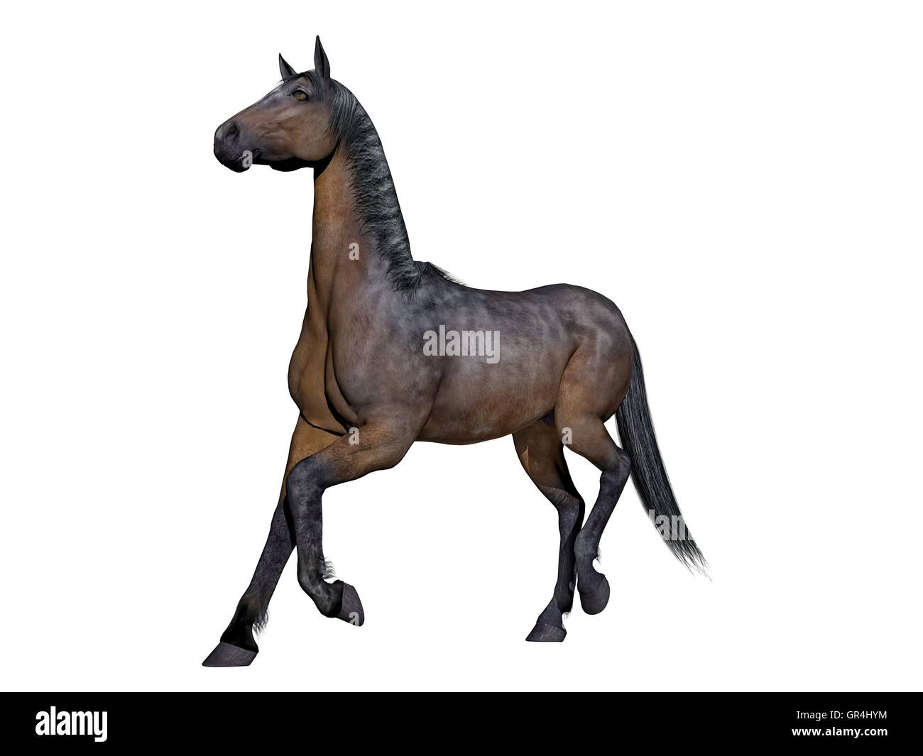 Cheval arabe maron Banque d'images détourées - Alamy