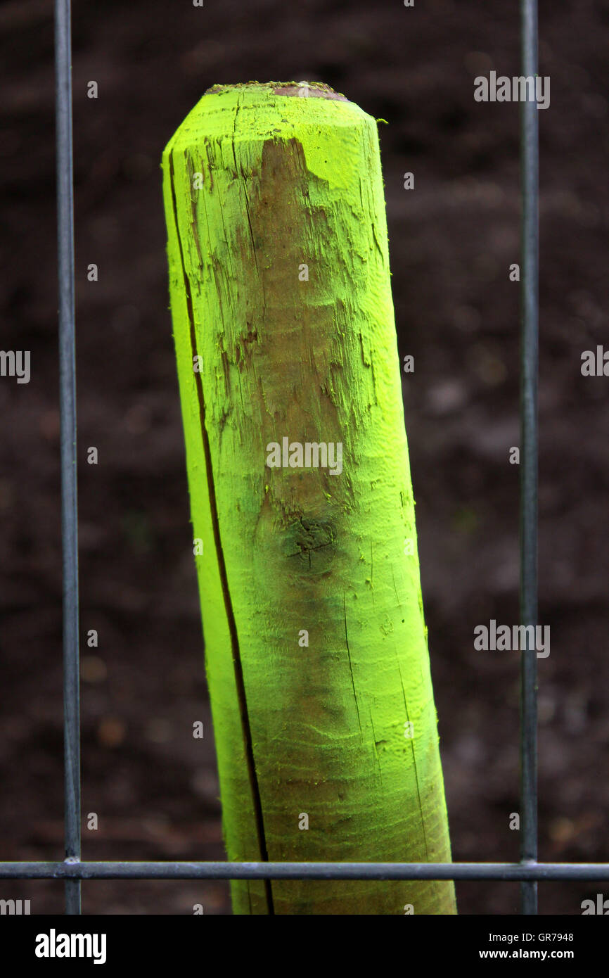 Bois vert Banque de photographies et d’images à haute résolution - Alamy