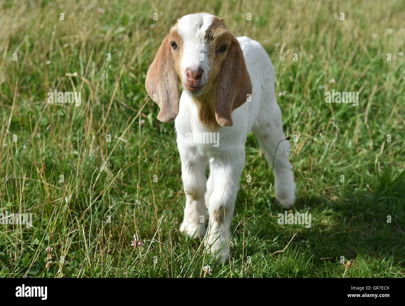 Young boer goat Banque de photographies et d’images à haute résolution ...