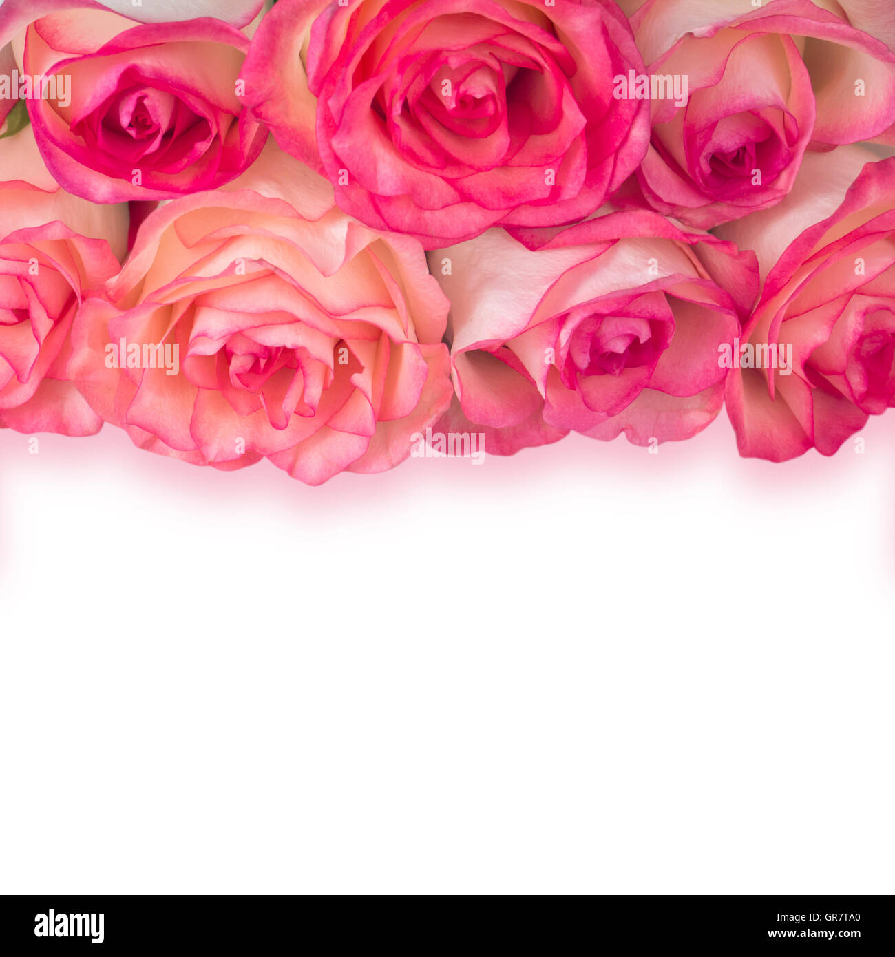 Rose saumon rose Banque de photographies et d’images à haute résolution ...