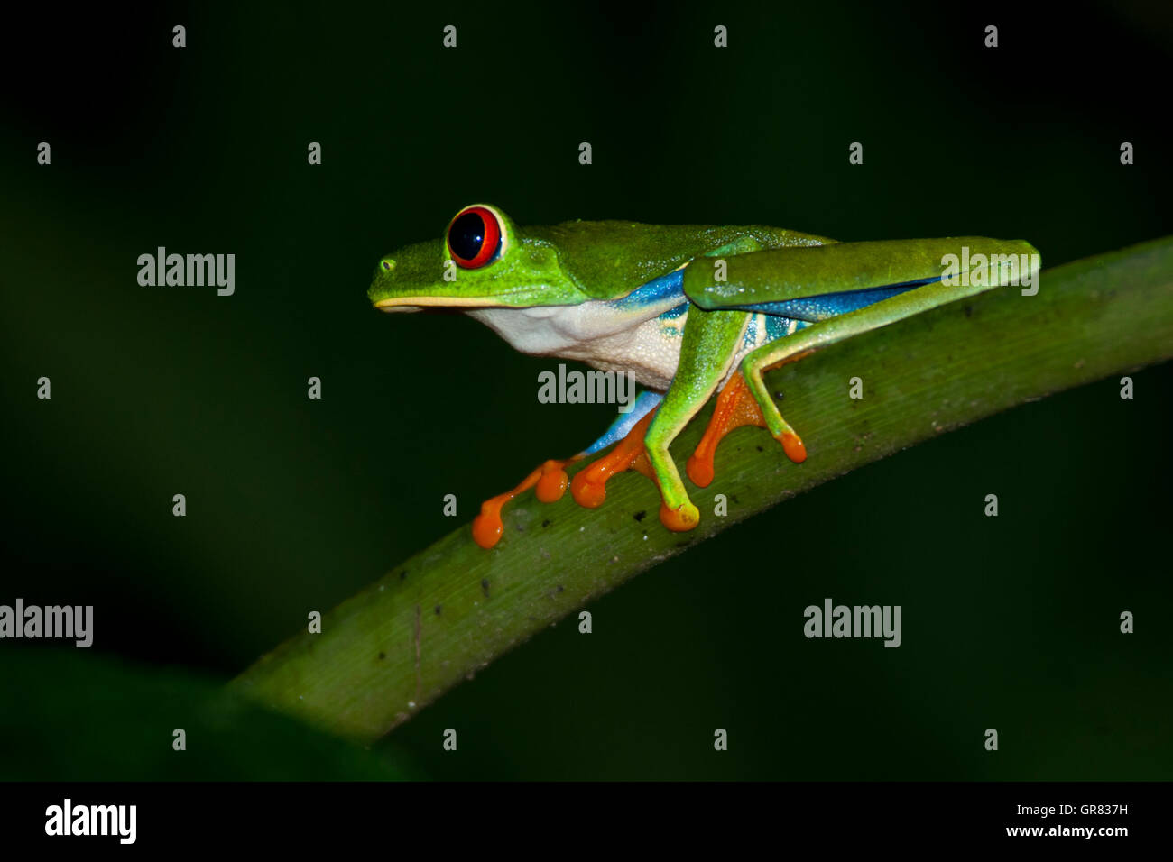 Grenouilles des yeux rouges Banque de photographies et d’images à haute ...
