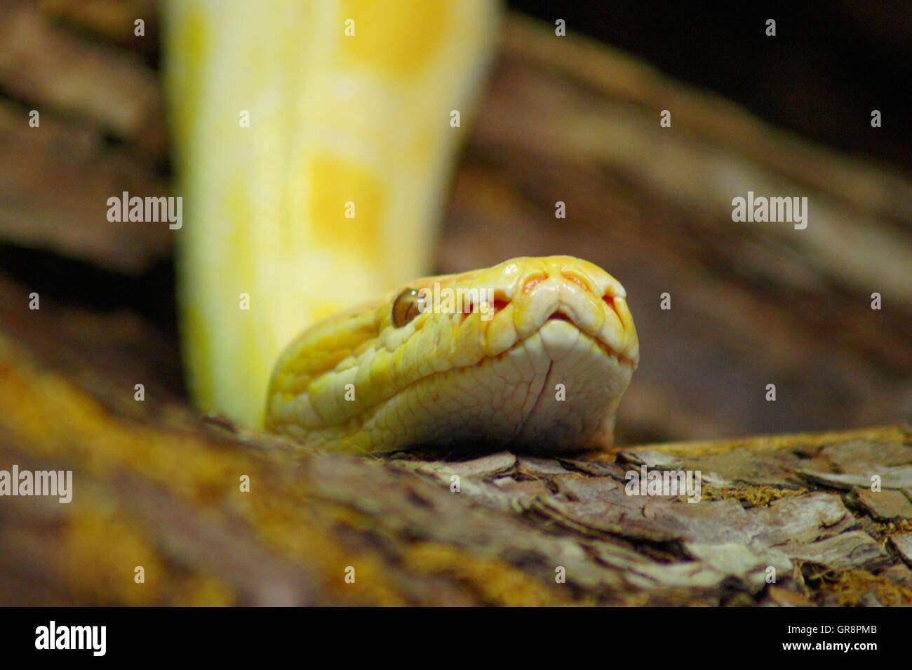 Albino boa constrictor Banque de photographies et d’images à haute ...