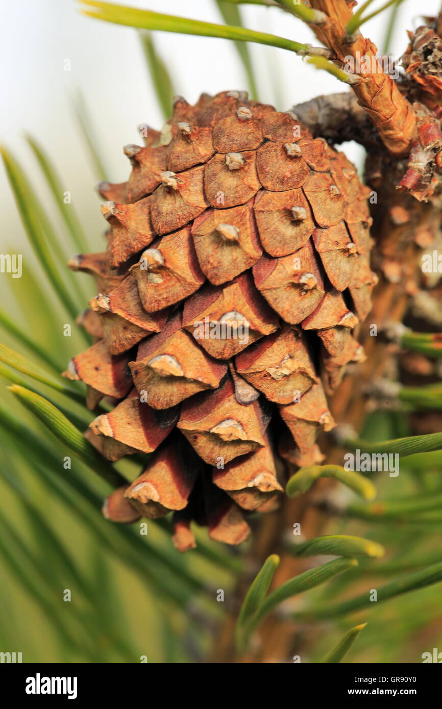 Pinus sylvestris cone Banque de photographies et d’images à haute ...