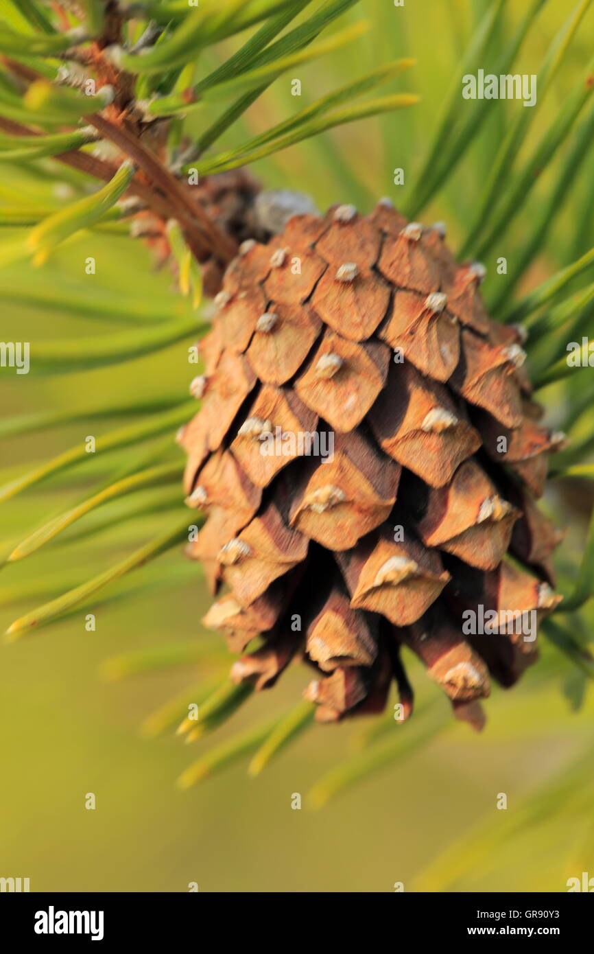 Pinus sylvestris Banque de photographies et d’images à haute résolution ...