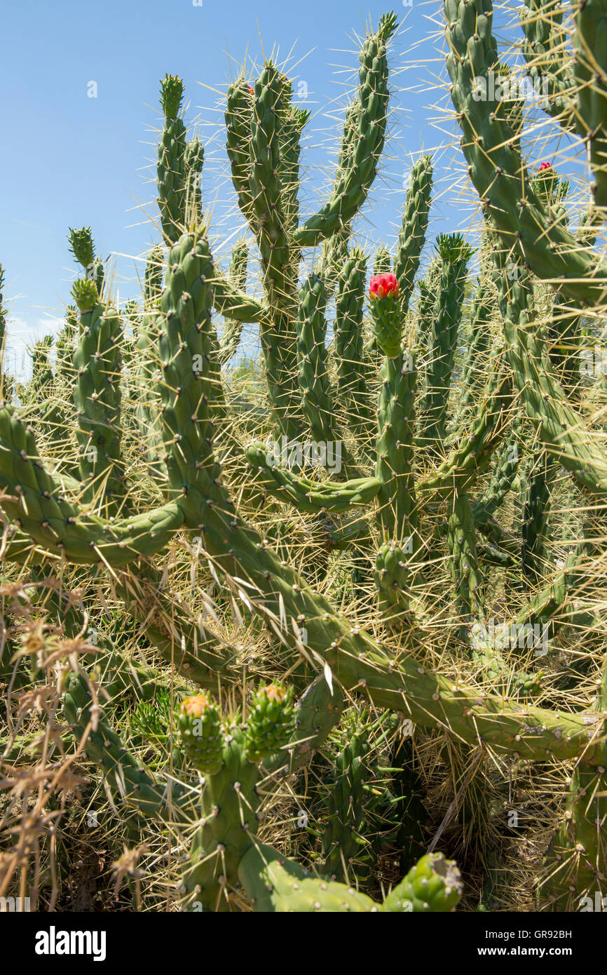Grand Cactus avec une fleur rouge, Portugal Photo Stock - Alamy