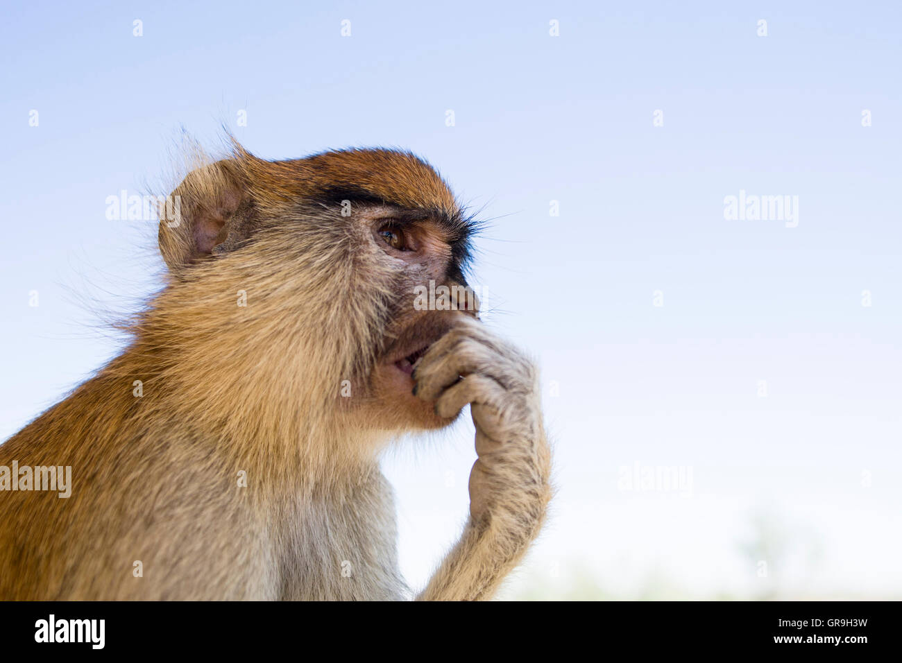 Patas Singe Erythrocebus Patas Banque d'image et photos - Alamy