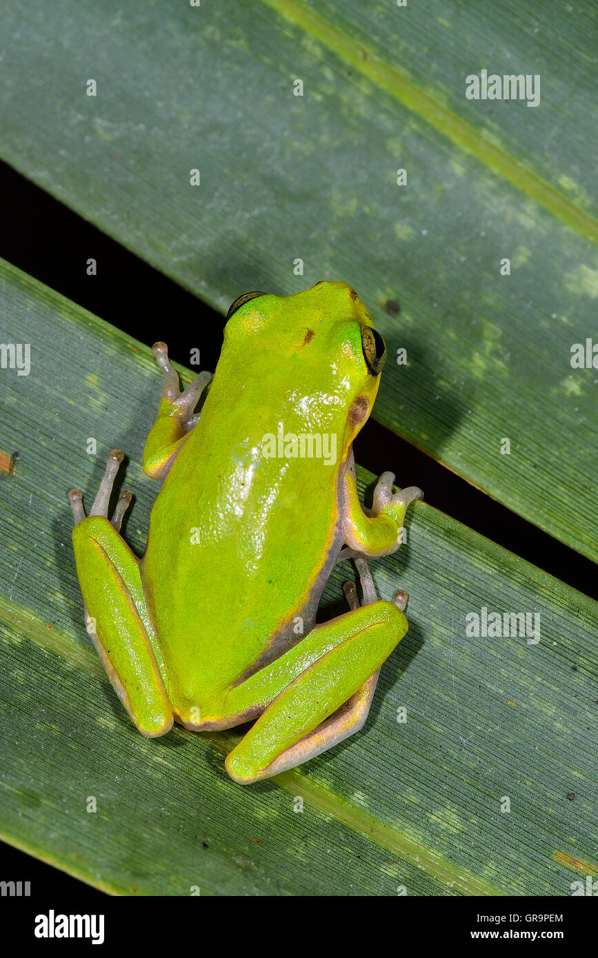 Rainette rainette Banque de photographies et d’images à haute ...