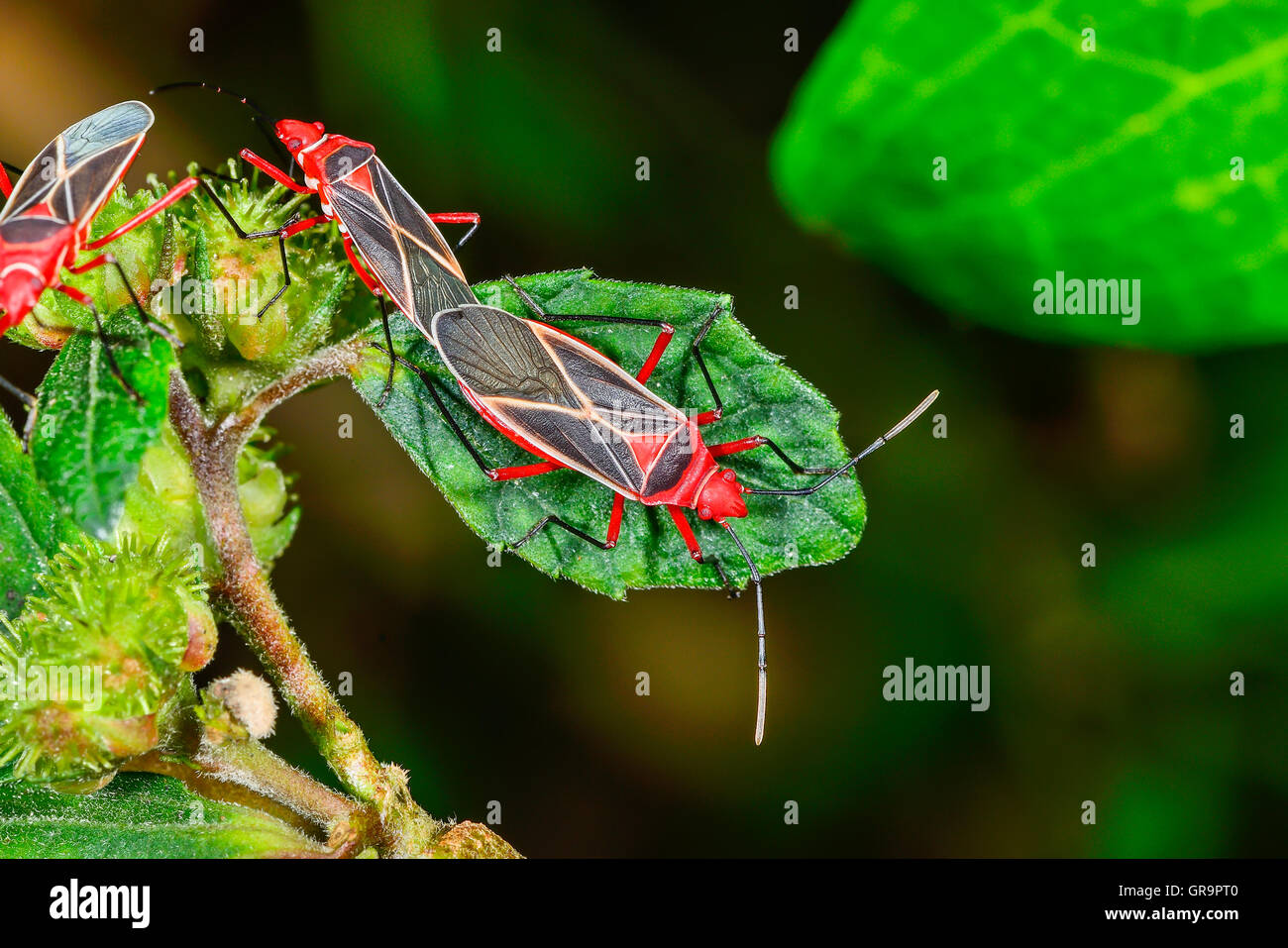 Dysdercus suturellus Banque de photographies et d’images à haute ...