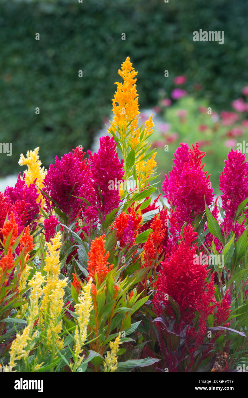 Celosia argentea plumosa Banque de photographies et d’images à haute ...
