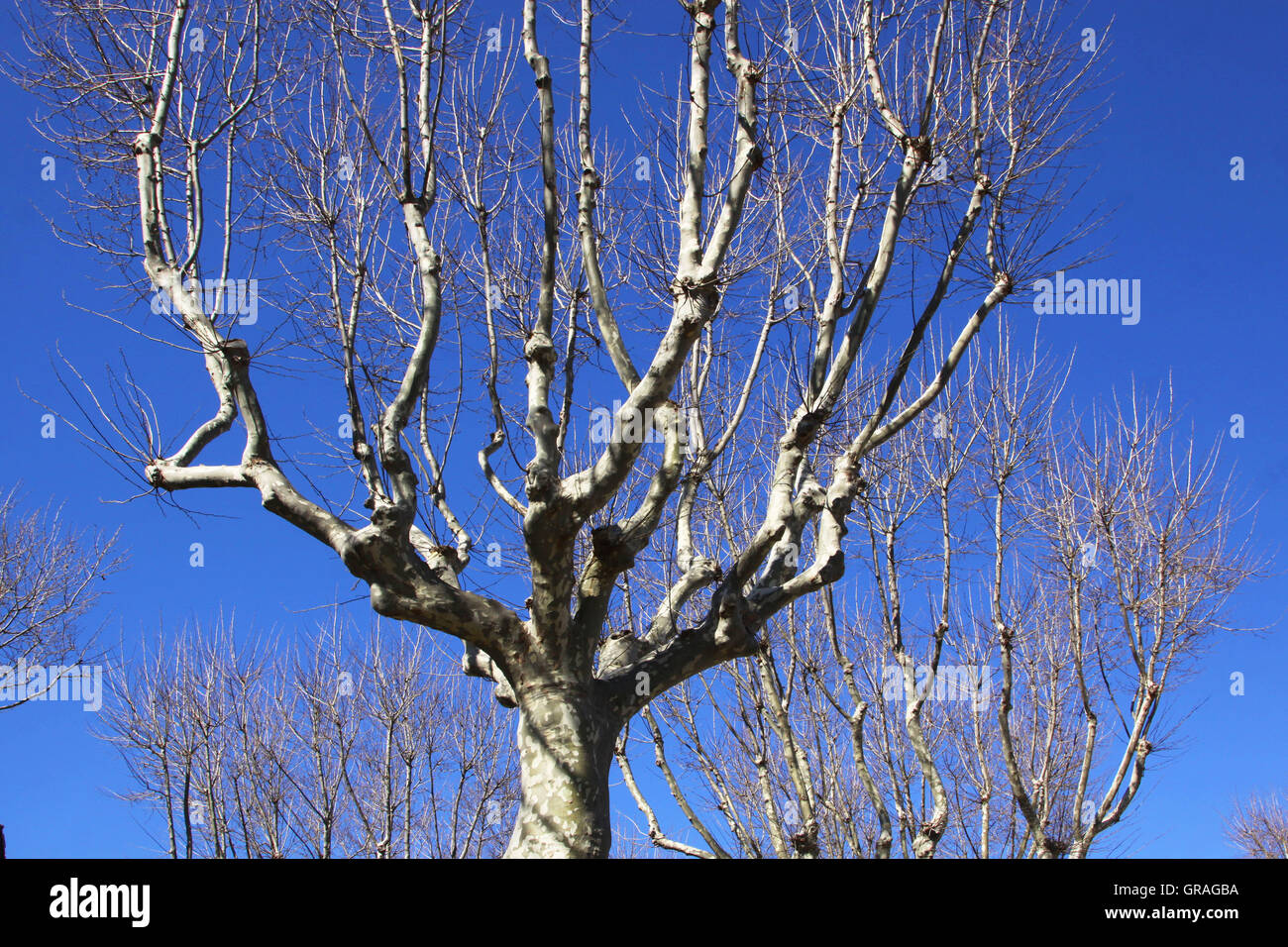 Arbre sycomore Banque de photographies et d’images à haute résolution ...