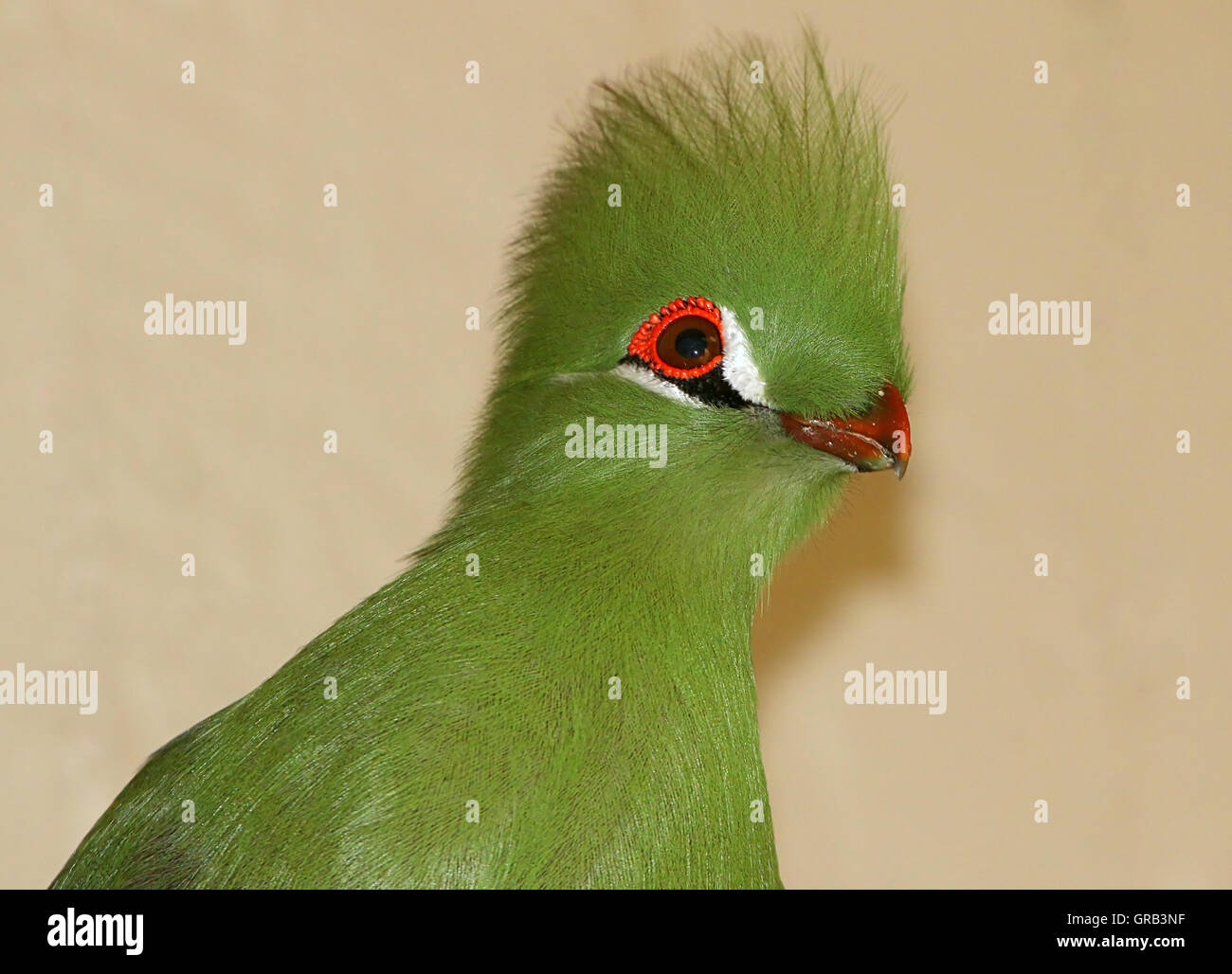Portrait de touraco vert Banque de photographies et d’images à haute ...