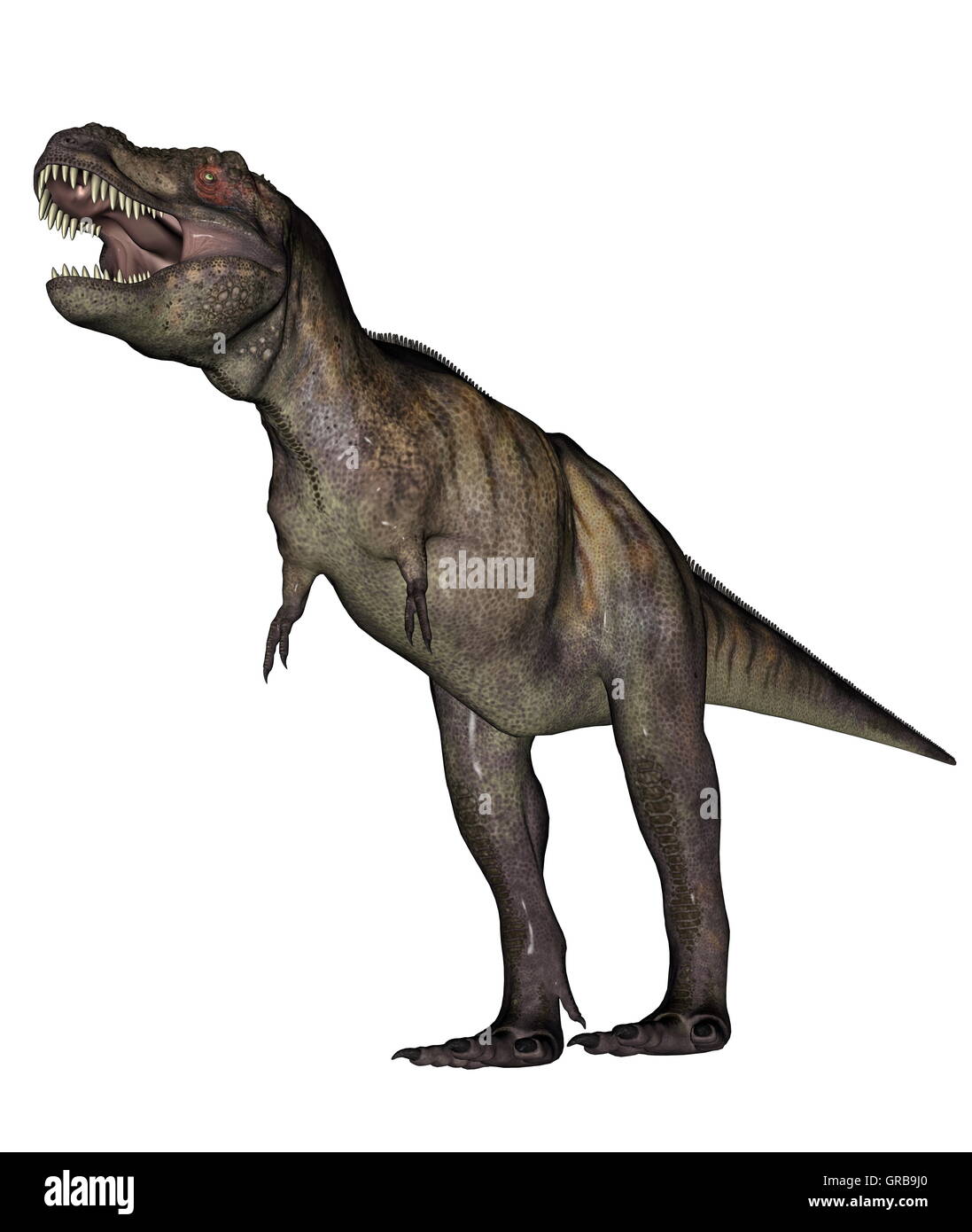 Dinosaure carnivore tyrannosaure Banque de photographies et d’images à haute résolution - Alamy