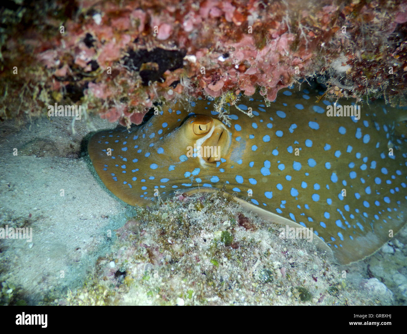 Point bleu Banque de photographies et d’images à haute résolution - Alamy