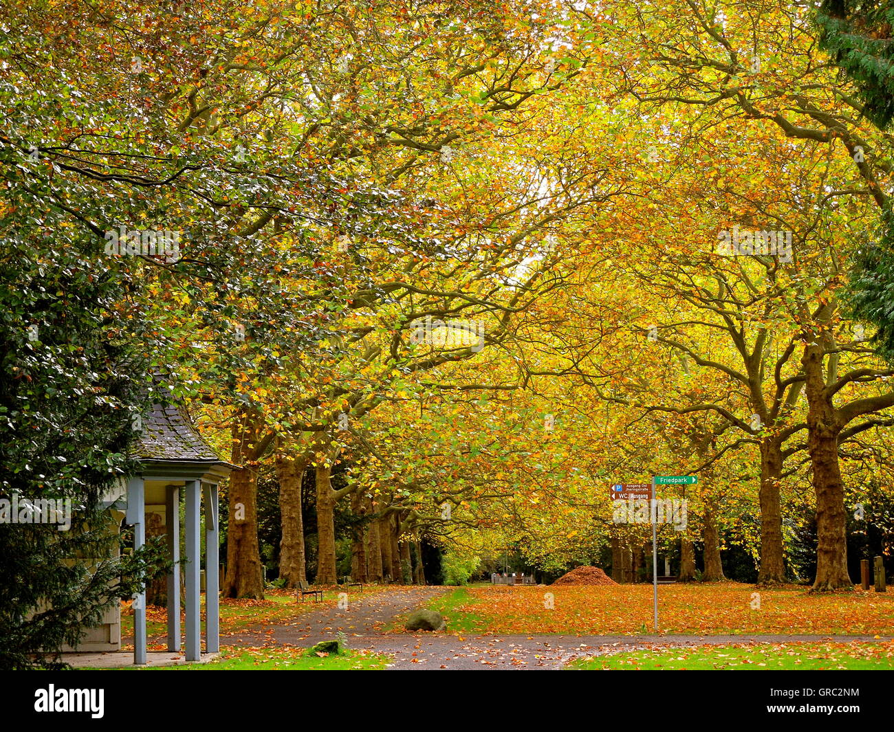 Avenue du platane Banque de photographies et d’images à haute ...
