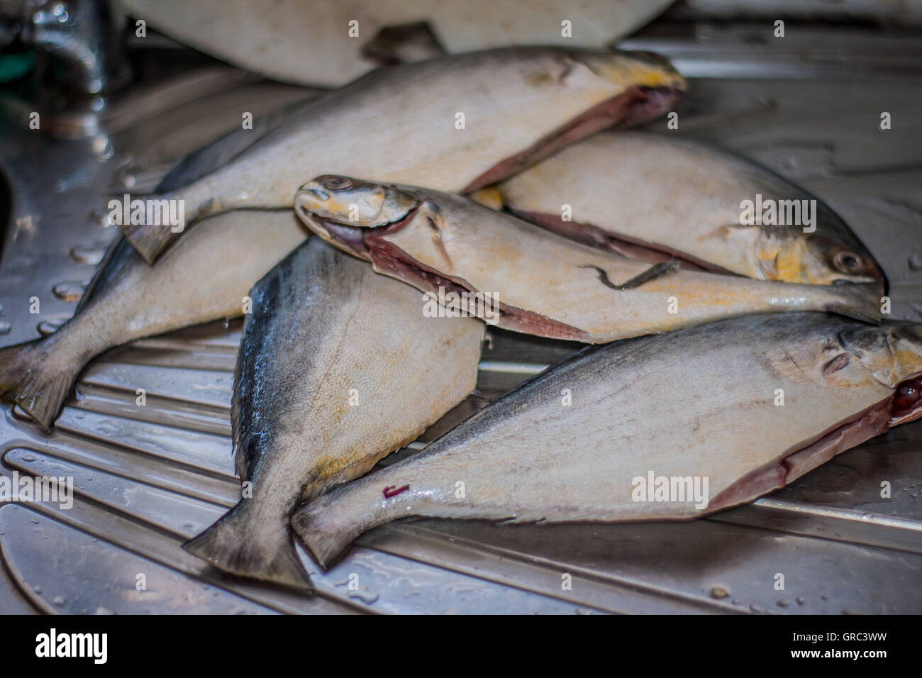 Poisson pompano Banque de photographies et d’images à haute résolution ...