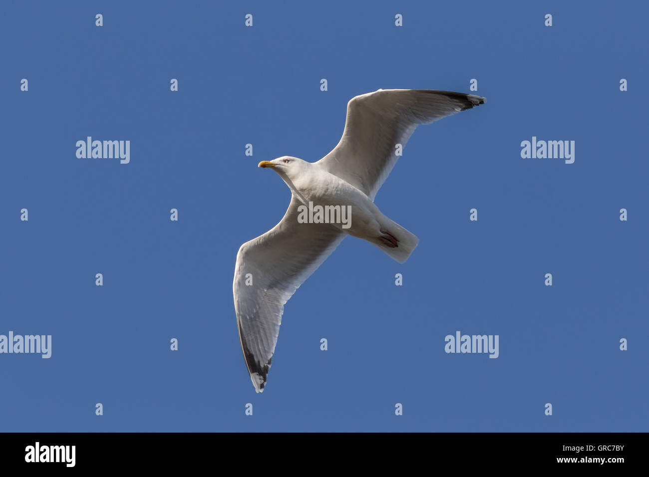 Goéland argenté en vol Banque de photographies et d’images à haute ...
