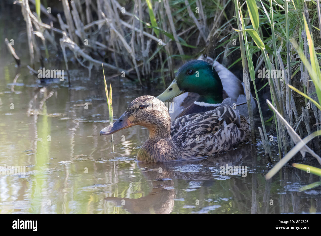 Canards et saison de reproduction Banque de photographies et d’images à ...