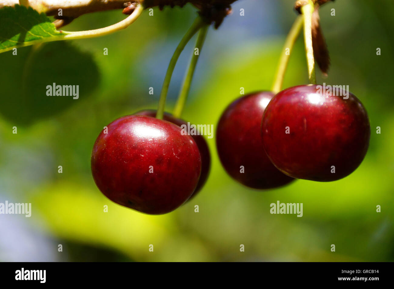 Fruit rouge dans un arbre Banque de photographies et d’images à haute ...